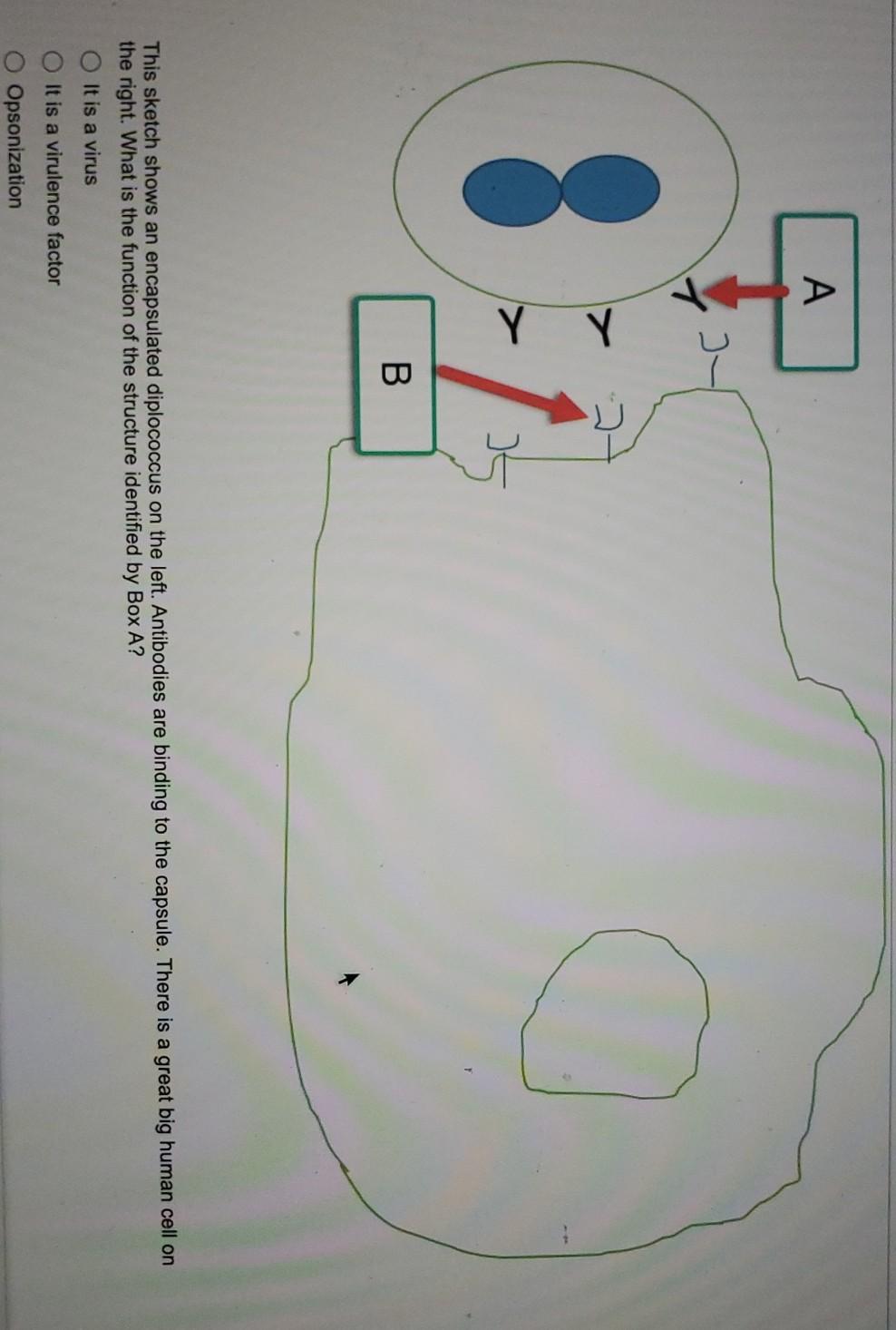 Solved A 1 8! -> B This sketch shows an encapsulated | Chegg.com