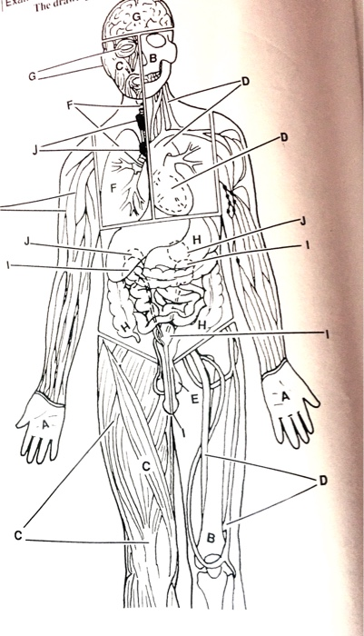 Solved The picture shows various body systems labeled with | Chegg.com