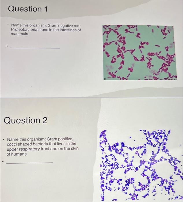 Solved - Name this organism: Gram negative rod, | Chegg.com