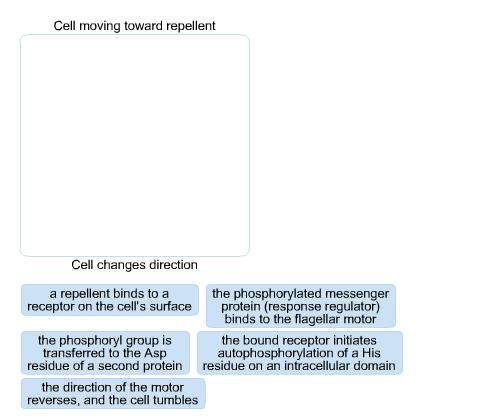 Bacteria swim by rotating their flagella. | Chegg.com