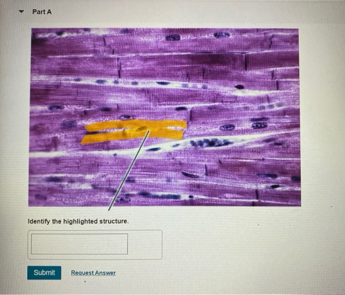 Solved Part A Identify the highlighted structure. Submit | Chegg.com