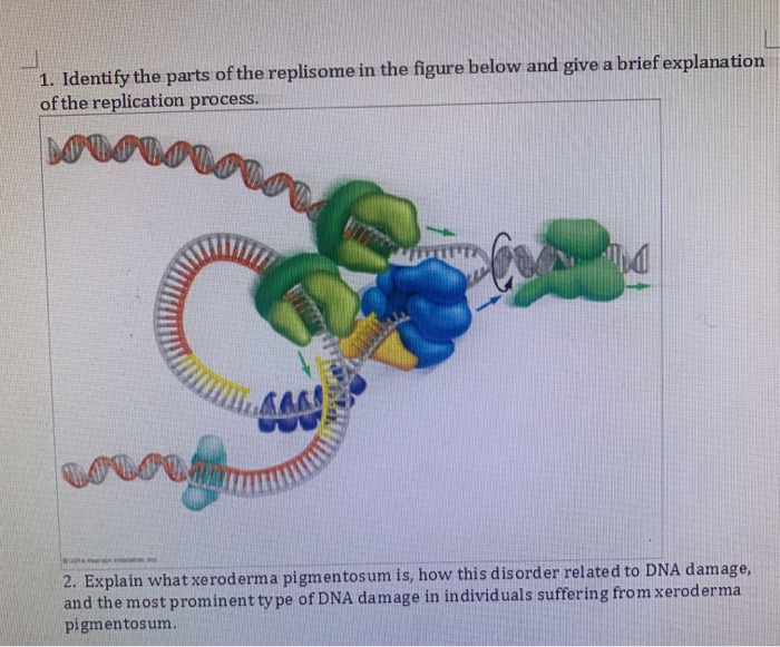Solved 1. Identify the parts of the replisome in the figure | Chegg.com