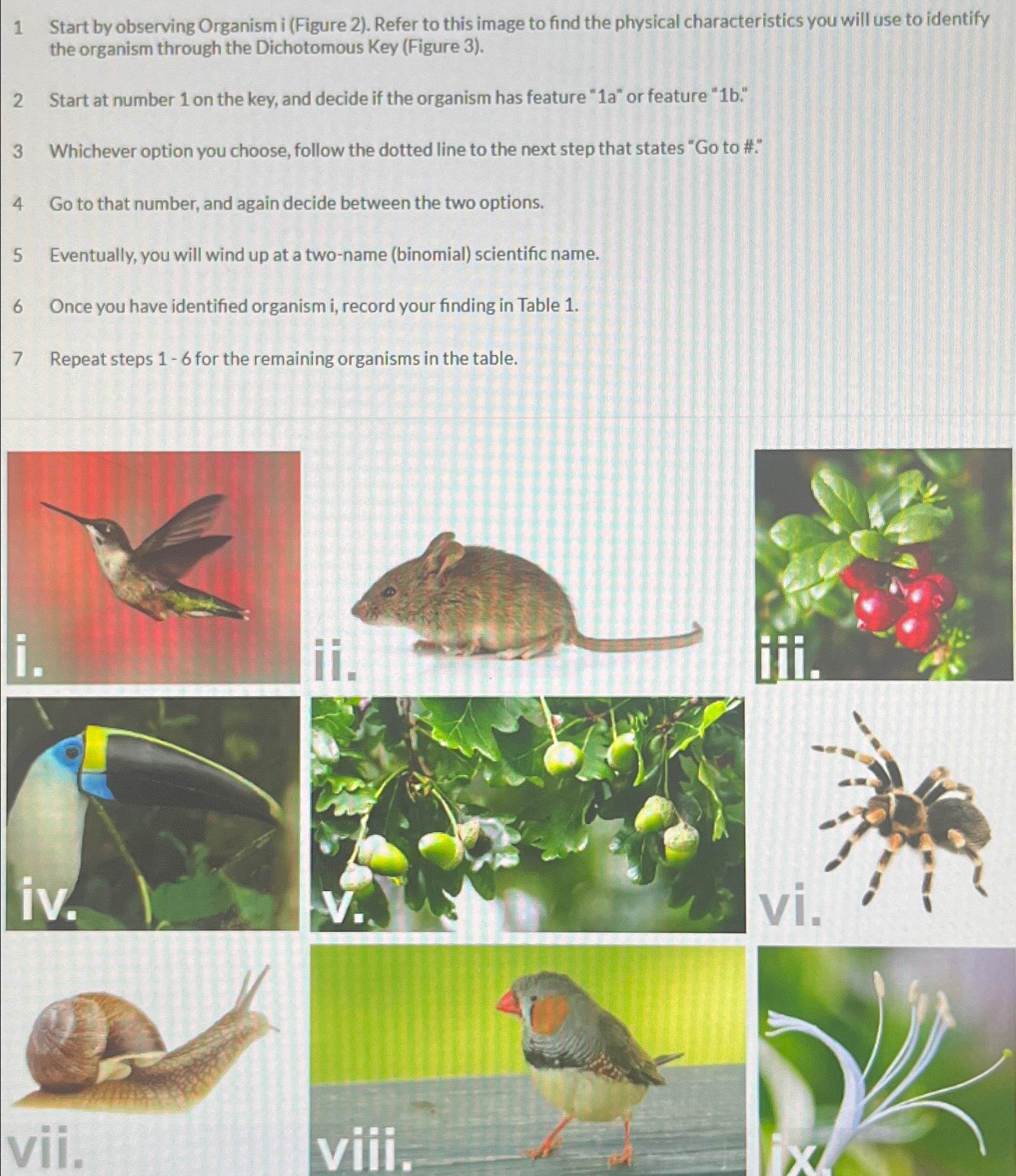 Solved 1 ﻿Start by observing Organism i (Figure 2). ﻿Refer | Chegg.com