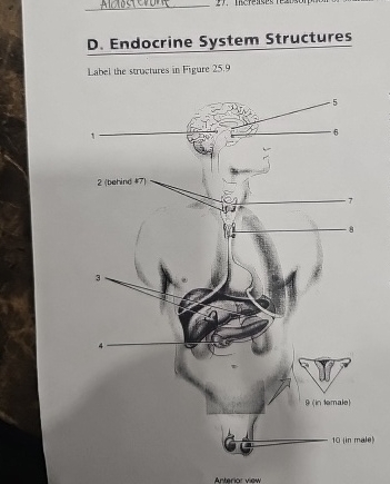 Solved Aldostenury2%.D. ﻿Endocrine System StructuresLabel | Chegg.com