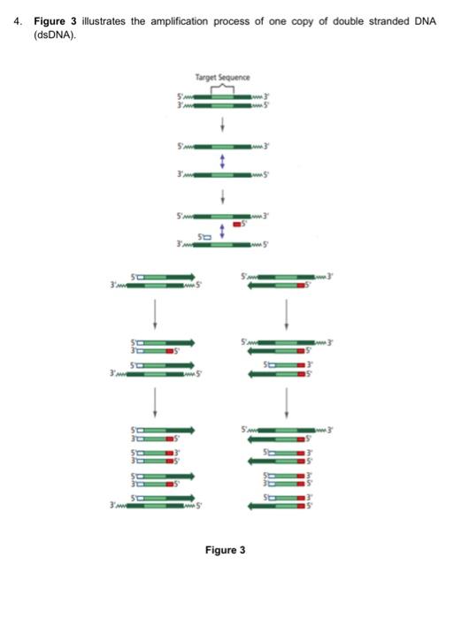 Solved 4. Figure 3 illustrates the amplification process of | Chegg.com