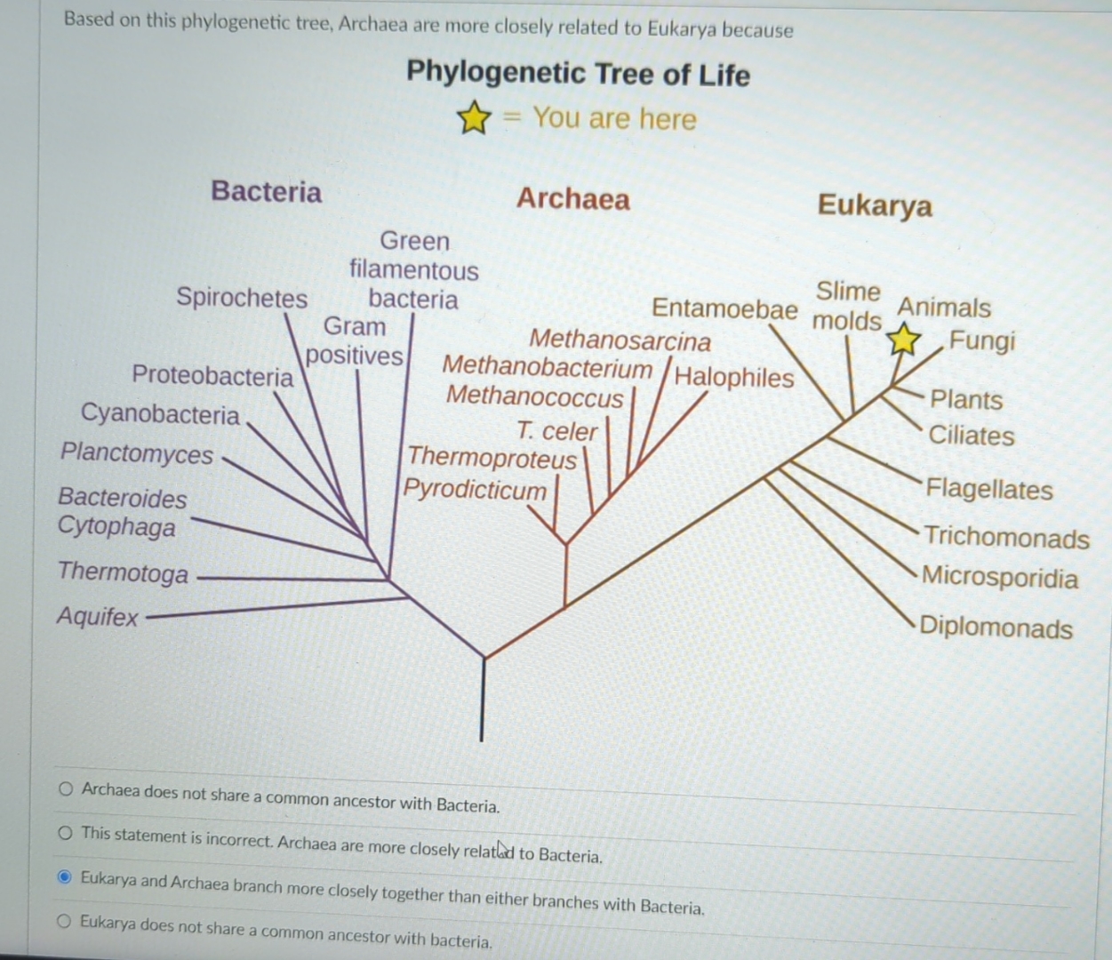 Solved Based on this phylogenetic tree, Archaea are more | Chegg.com