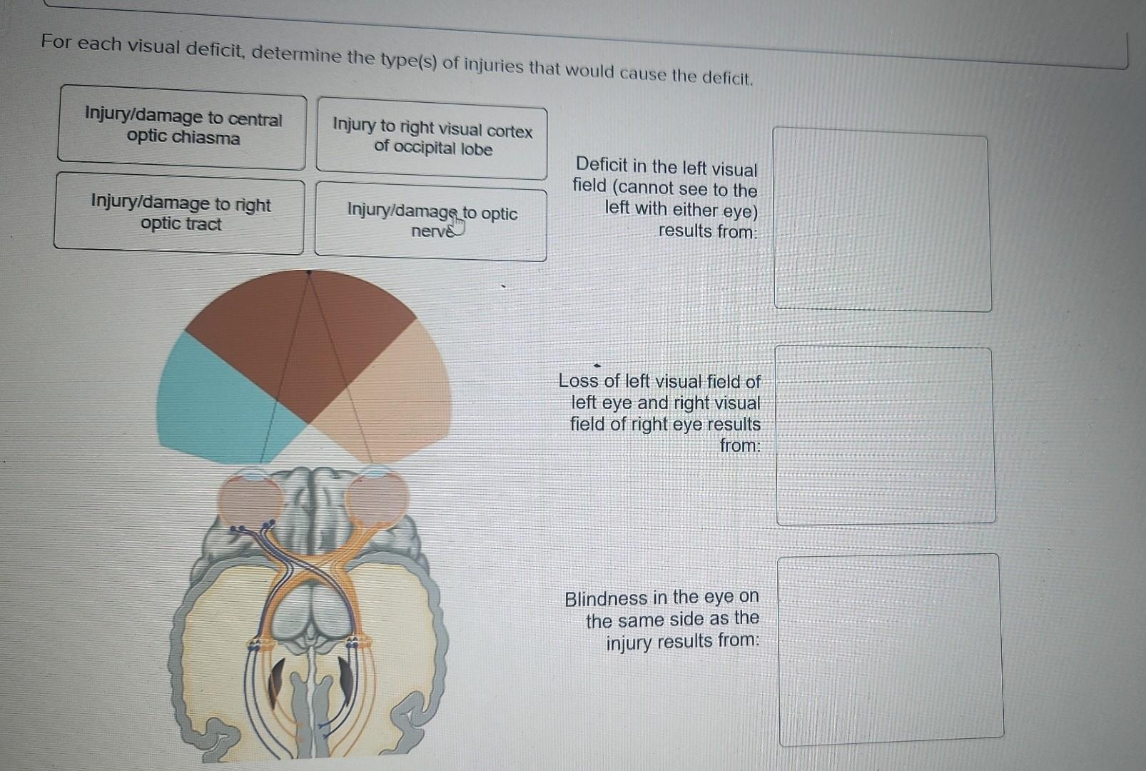 Solved For each visual deficit, determine the type(s) of | Chegg.com
