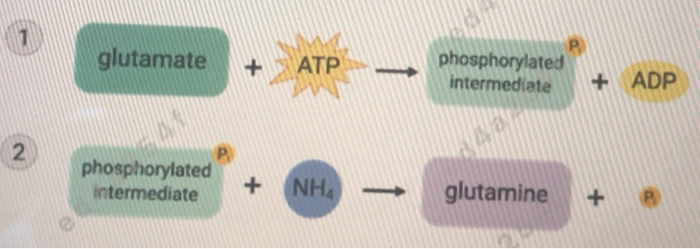 Solved The enzyme glutamine synthetase facilitates the use | Chegg.com