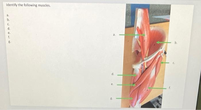 Solved Identify the following muscles. a. b. c. d. e. f. g. | Chegg.com