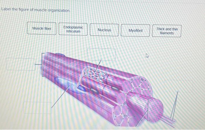 Solved Label the figure of muscle organization. Muscle fiber | Chegg.com