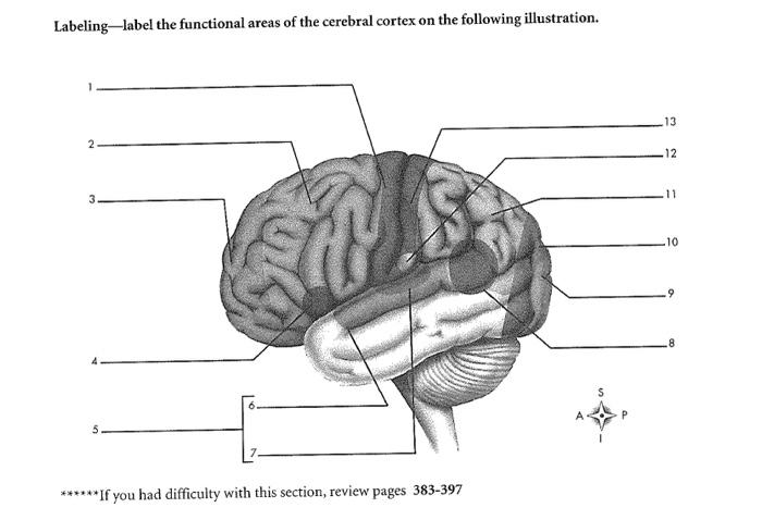 Solved Labeling - label the functional areas of the cerebral | Chegg.com