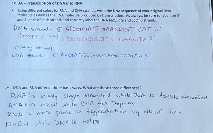 Solved Ex. 3C-Translation of an mRNA into a polypeptide | Chegg.com