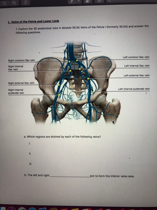 Solved L. Veins of the Pelvis and Lower Limb 1. Explore the | Chegg.com
