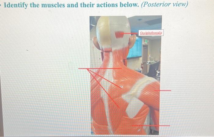 Solved Identify the muscles and their actions below. | Chegg.com