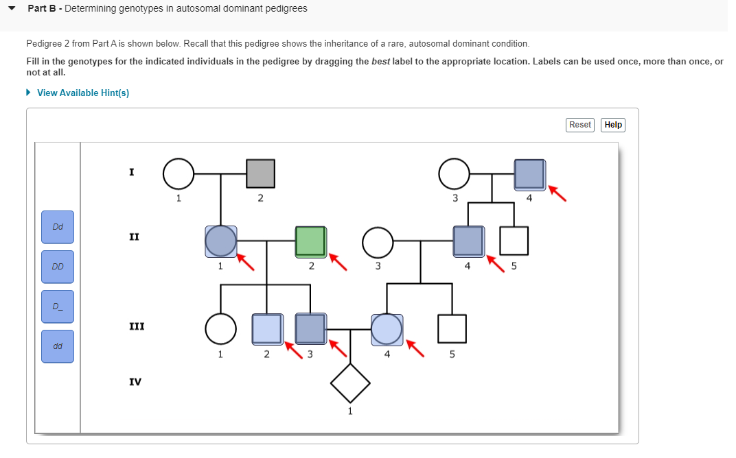 Solved Determining genotypes in autosomal dominant | Chegg.com