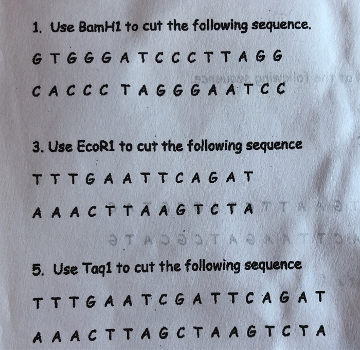 Solved 1. Use BamHi to cut the following sequence. GTGGG | Chegg.com