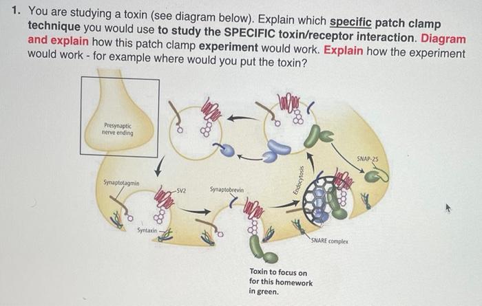 Solved 1. You are studying a toxin (see diagram below). | Chegg.com