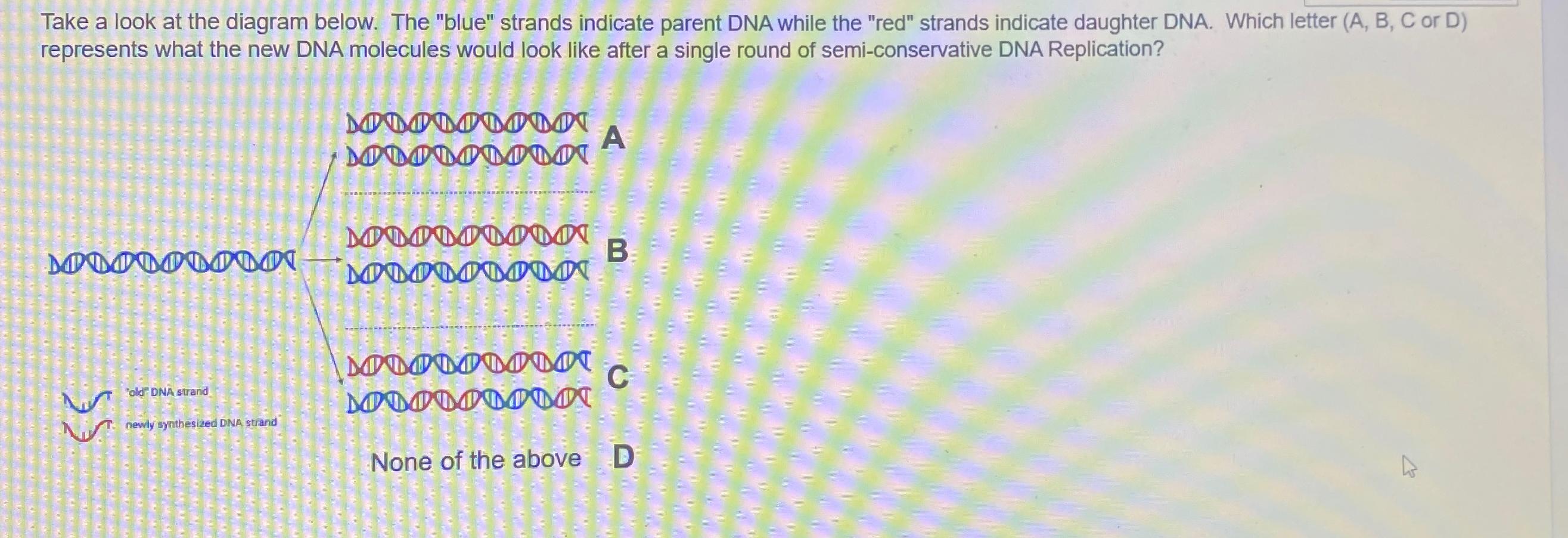 Solved Take a look at the diagram below. The "blue" strands | Chegg.com