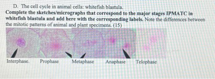 Solved D. The cell cycle in animal cells: whitefish | Chegg.com