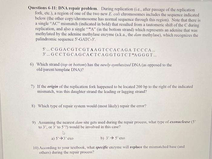 Solved Questions 6-11: DNA repair problem. During | Chegg.com
