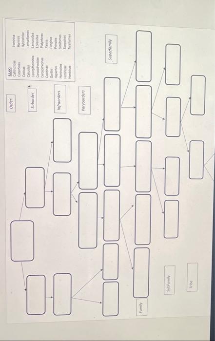 Instructions for the Taxonomy Chart assignment: 1. | Chegg.com
