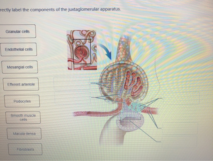 Solved rectly label the components of the juxtaglomerular | Chegg.com