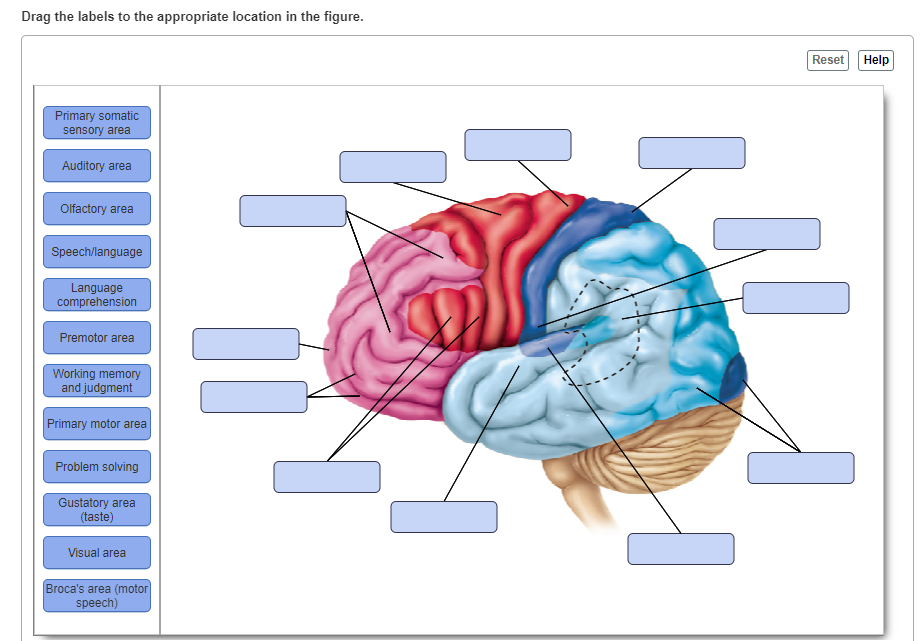 Solved Nervous System Anatomy - ﻿Cerebral Cortex. Drag the | Chegg.com