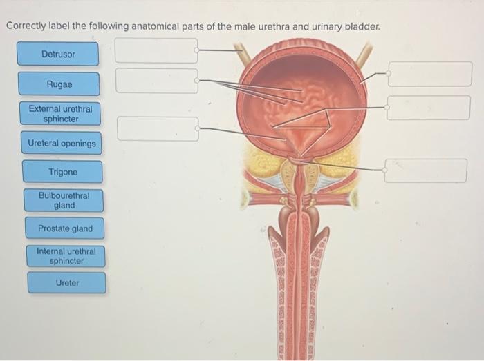 Solved Correctly label the following anatomical parts of the | Chegg.com