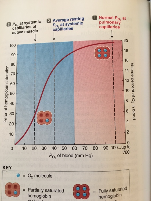 Solved 1 whats the partial pressure in the alveoli, resting | Chegg.com