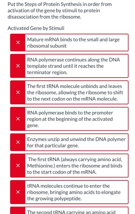 Solved Put the Steps of Protein Synthesis in order from | Chegg.com