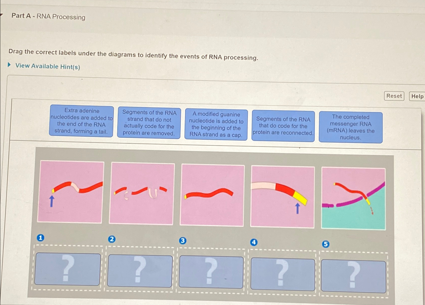Solved Part A - ﻿RNA ProcessingDrag the correct labels under | Chegg.com