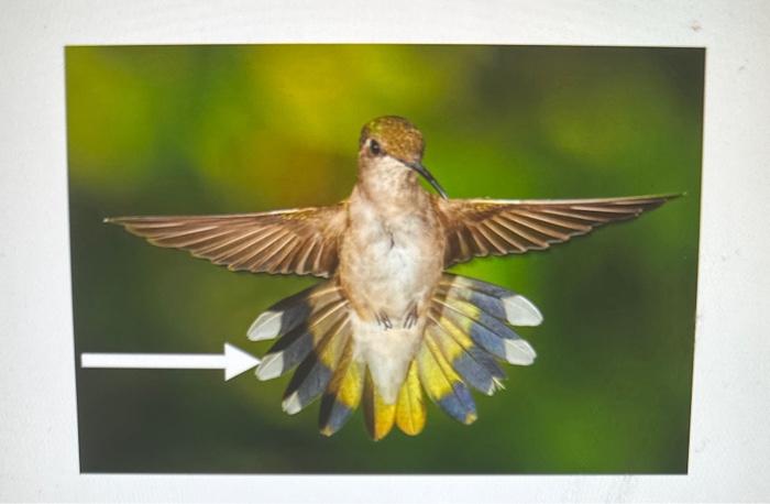 Solved the arrow that is point toward the feather , what is | Chegg.com