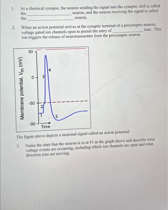Solved 1. At a chemical synapse, the neuron sending the | Chegg.com