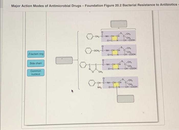 Solved Major Action Modes of Antimicrobial Drugs - | Chegg.com