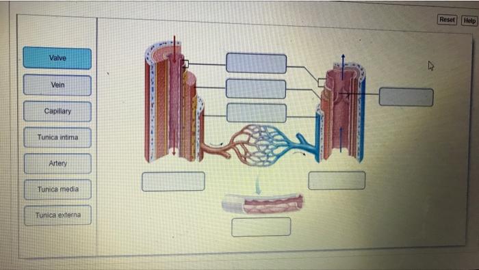 Solved Reset Help Valve Vein Capillary Tunica intima Artery | Chegg.com