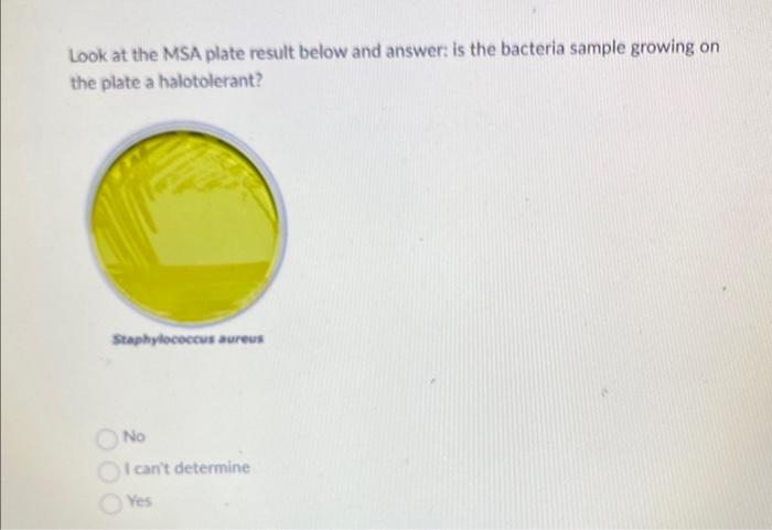 Solved Look at the MSA plate result below and answer: is the | Chegg.com