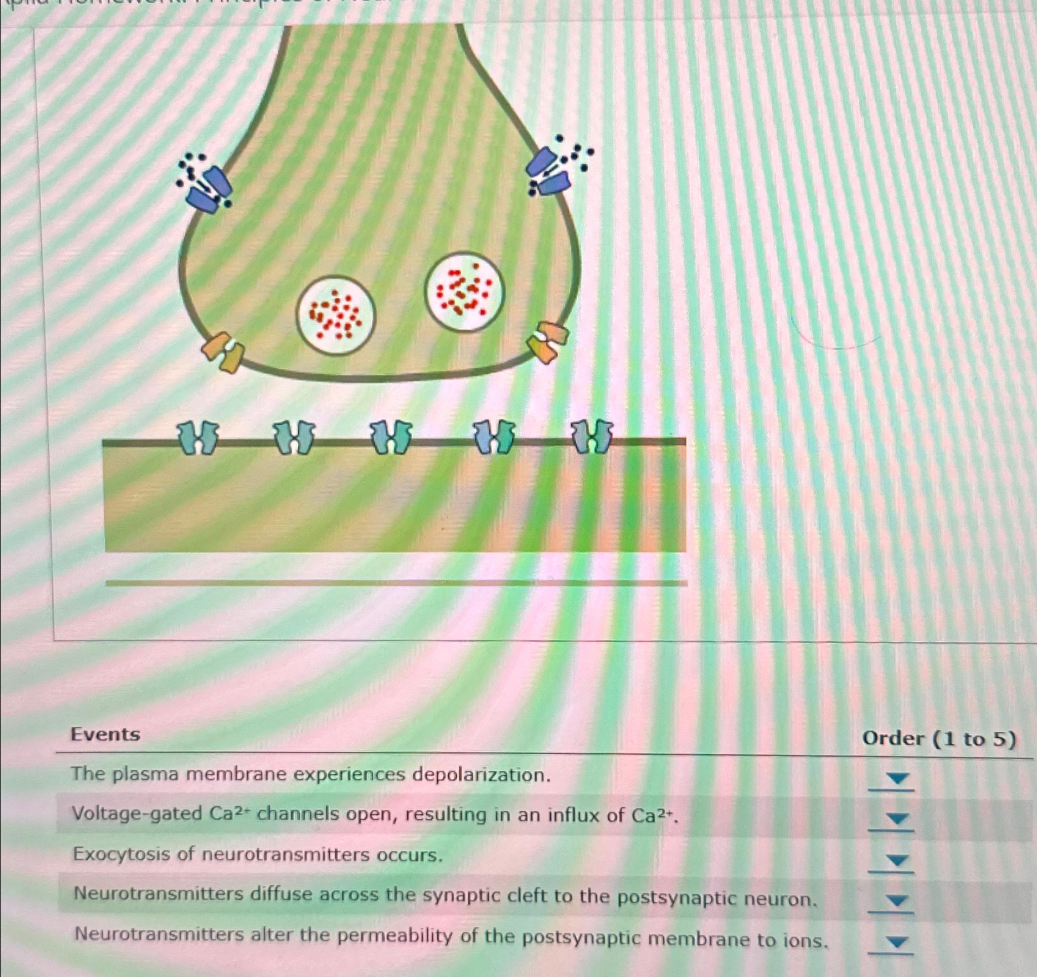 Solved EventsOrder ( 1 ﻿to 5 )The plasma membrane | Chegg.com