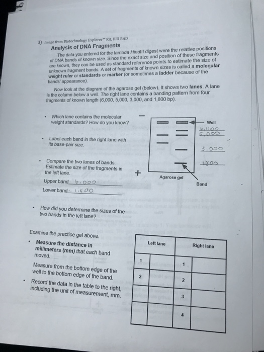 Solved 3) Image from Biotechnology Explorer Kit, BIO RAD | Chegg.com