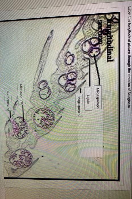 Solved Label this longitudinal picture through the strobilus | Chegg.com