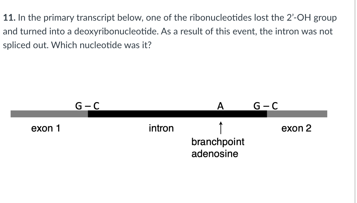 Solved In the primary transcript below, one of the | Chegg.com