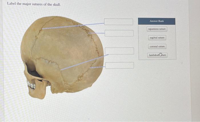 Solved Label the major sutures of the skull, Anwwer Bank R | Chegg.com