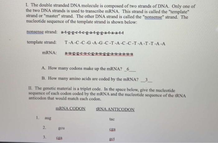Solved I. The double stranded DNA molecule is composed of | Chegg.com