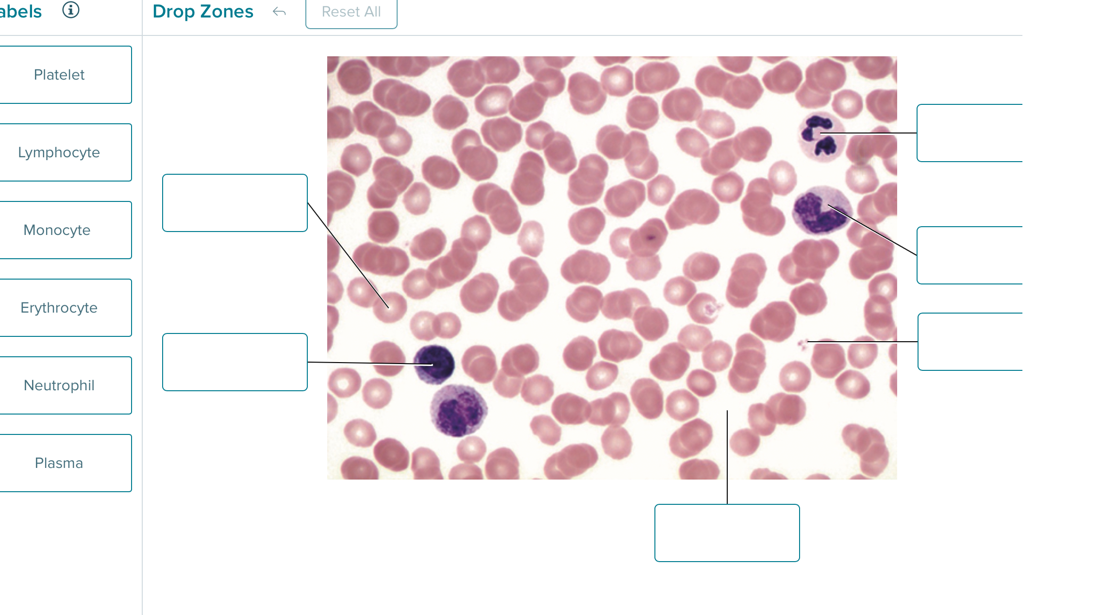 Solved Identify the major constituents of the blood that are | Chegg.com