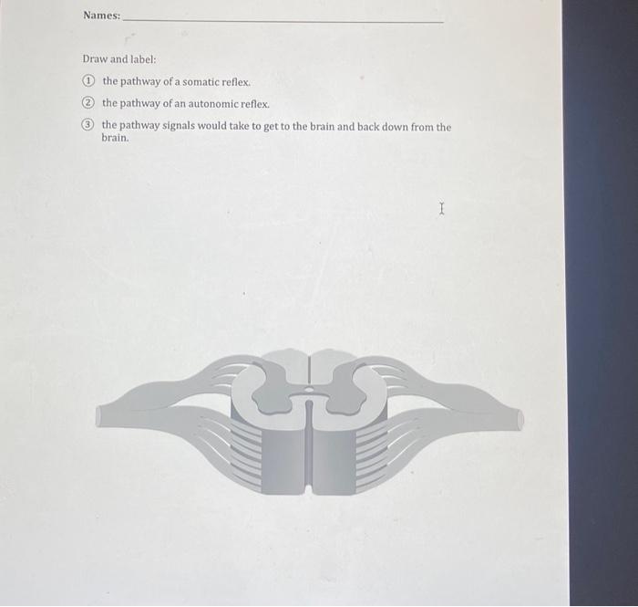 Solved Draw and label: the pathway of a somatic reflex. the | Chegg.com