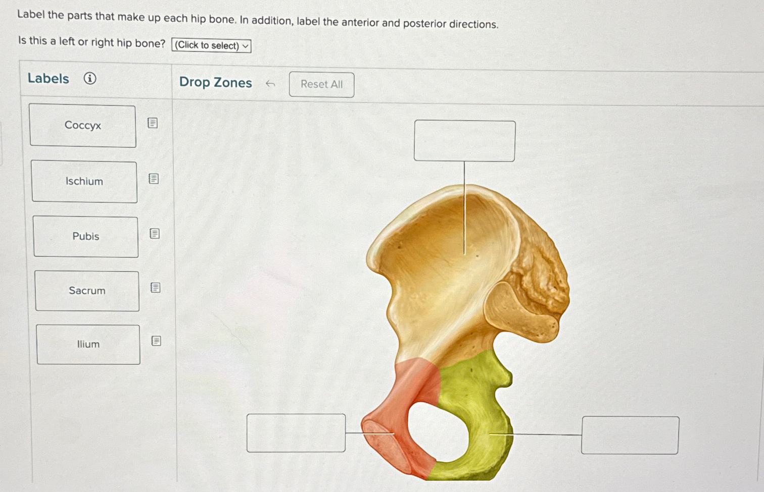 Solved Label the parts that make up each hip bone. In | Chegg.com