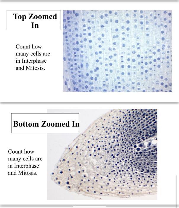 Solved Hi! Please can someone tell me how many cells are in | Chegg.com