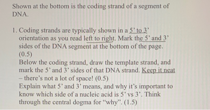 Solved Shown at the bottom is the coding strand of a segment | Chegg.com