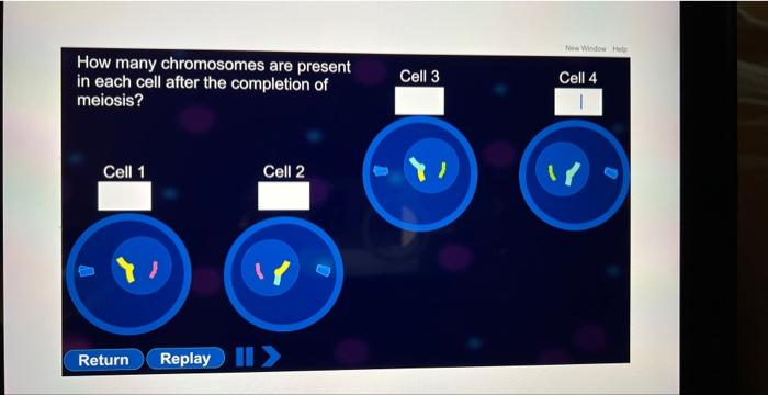 Solved how many chromosomes are present in the cell after | Chegg.com