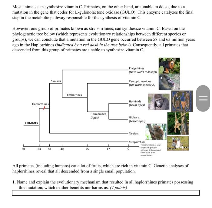 Most animals can synthesize vitamin C. Primates, on | Chegg.com