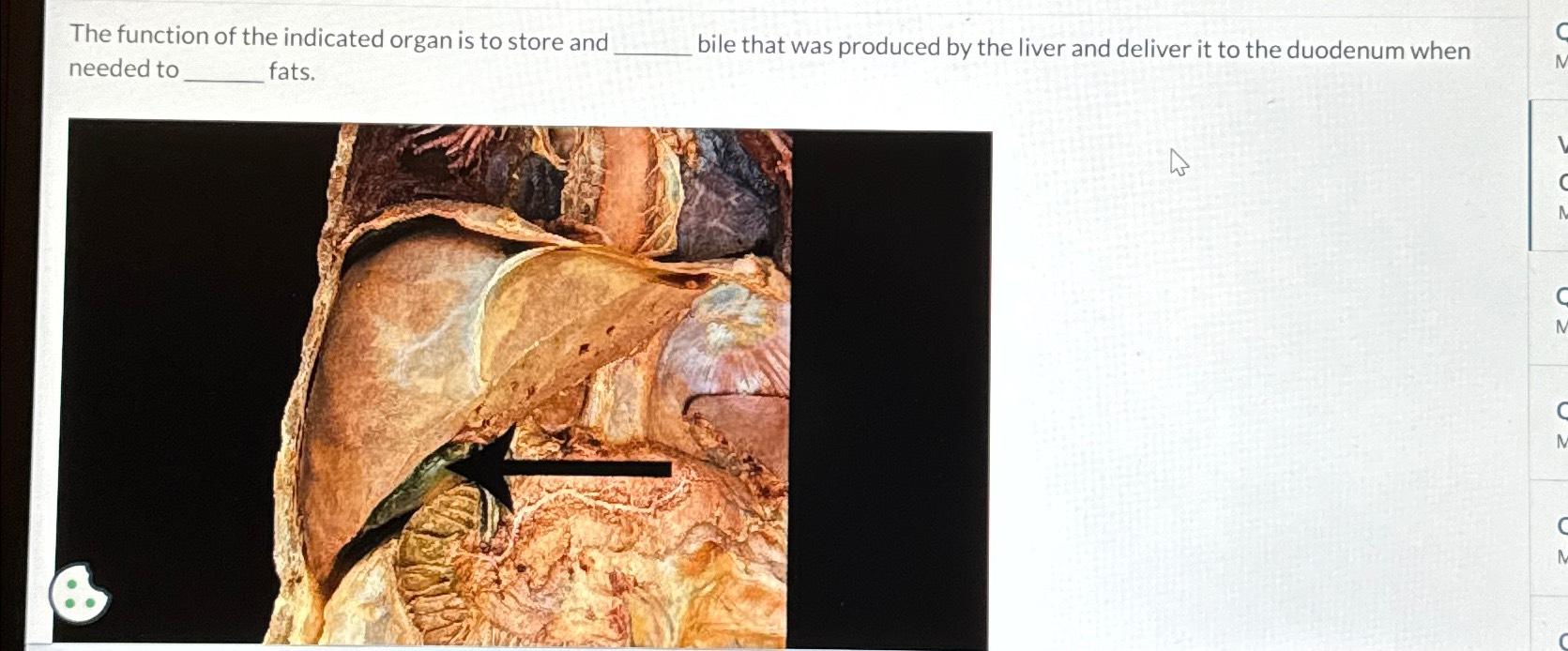 Solved The function of the indicated organ is to store and | Chegg.com